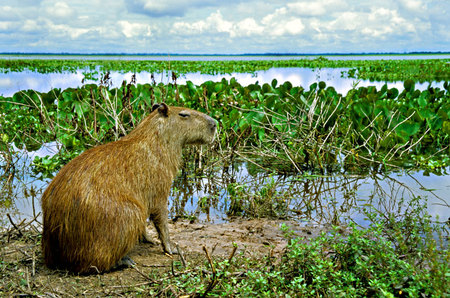 Proceso matanza del Chigüire en Venezuela | AnimaNaturalis