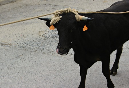 Toros ensogados | AnimaNaturalis