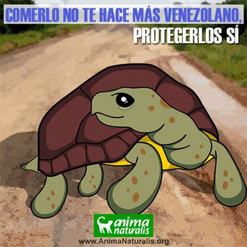 ¿Comes Pastel de Morrocoy en Semana Santa? | AnimaNaturalis