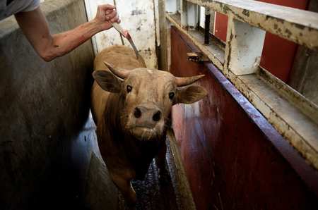 Industria del Cuero | AnimaNaturalis