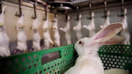 La cría de conejos | AnimaNaturalis