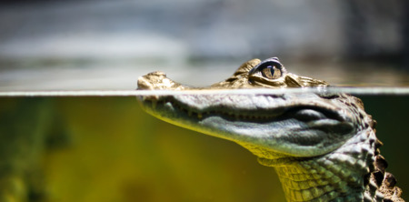 ¿Comes Babo en Semana Santa? | AnimaNaturalis