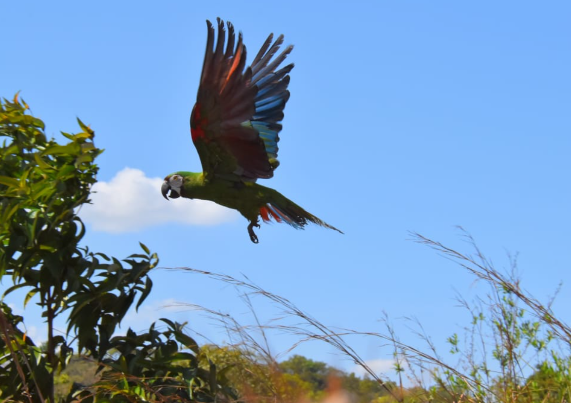 Gran liberación de animales silvestres en el Meta | AnimaNaturalis