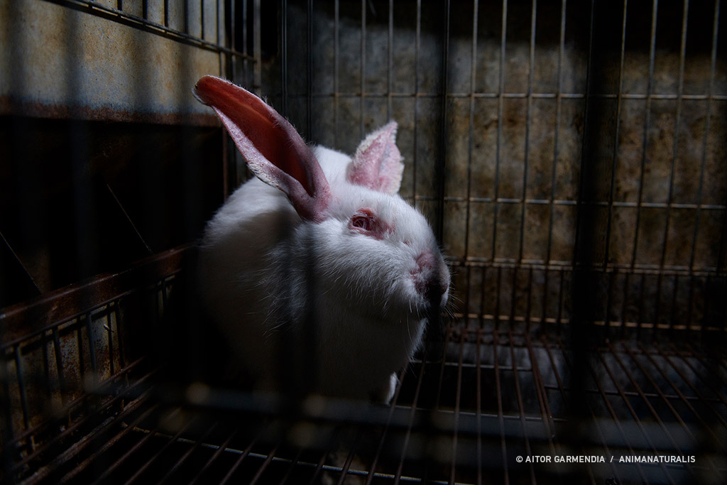 This is the reality of rabbit farms in Spain | AnimaNaturalis