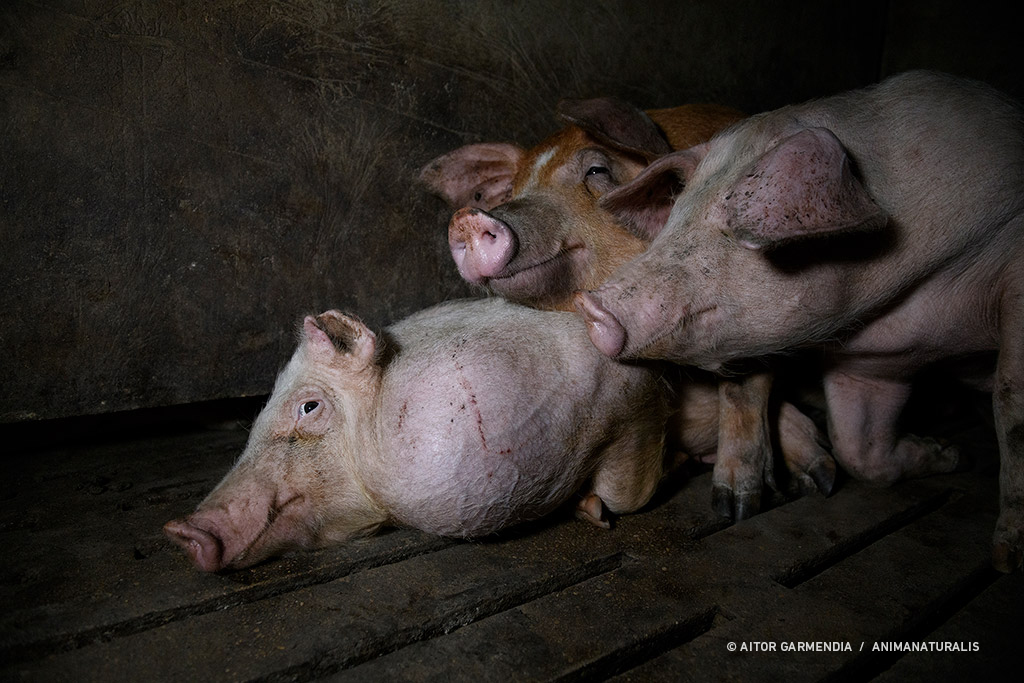This is the reality of pig fattening farms in Spain | AnimaNaturalis