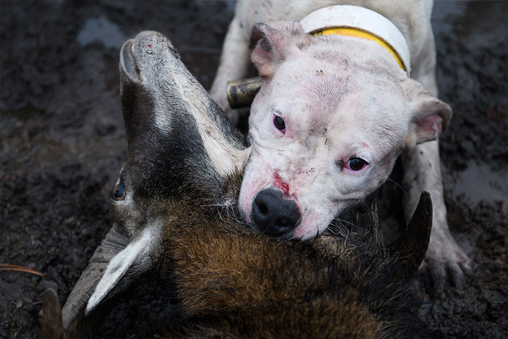 The horror of hunting with dogs in Spain exposed | AnimaNaturalis
