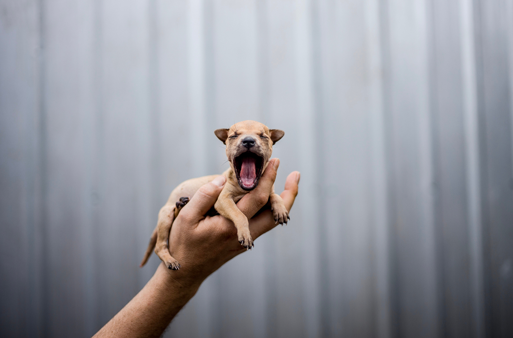 2025: the year that marked a historic turning point in global animal ...
