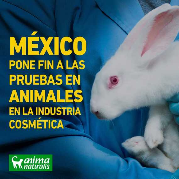 México pone fin a las pruebas en animales en la industria cosmética ...