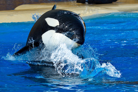 Morgan sigue prisionera en Loro Parque ¡ACTÚA AHORA! | AnimaNaturalis