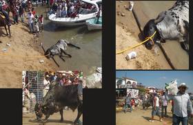¡No al embalse de toros en Tlacotalpan! | AnimaNaturalis