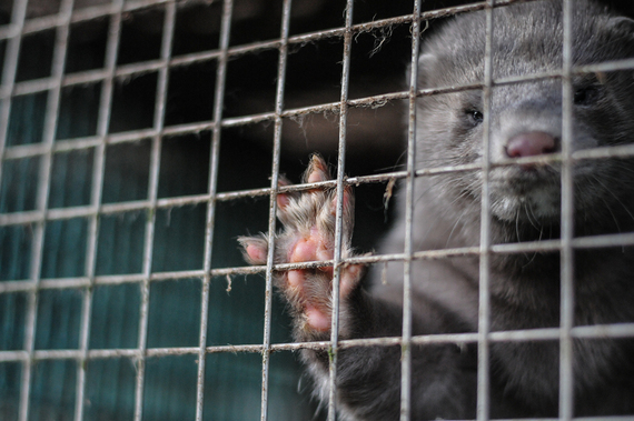 Last chance to ban fur farming in Europe: act now! | AnimaNaturalis